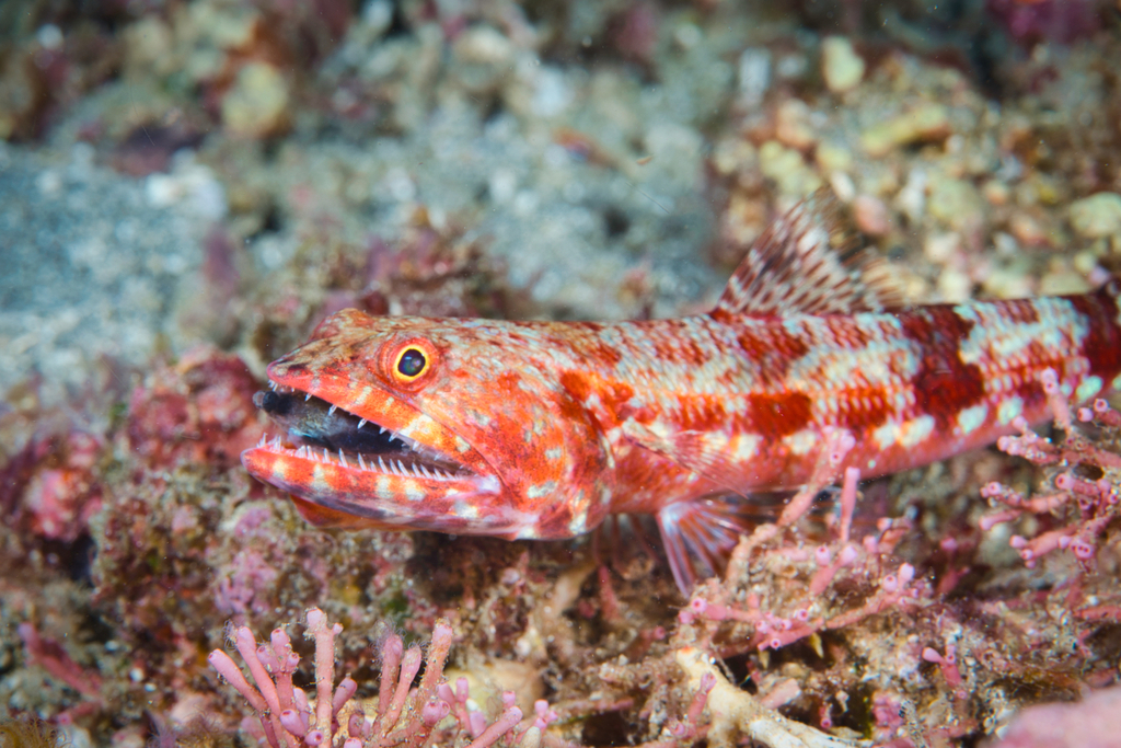 Lizardfishes (Synodontidae) - Marine Life Identification