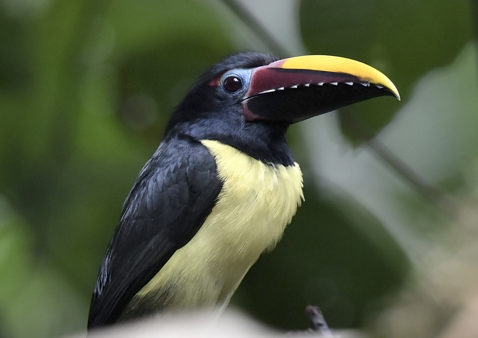 Green Aracari from Brownsweg, Suriname on March 05, 2015 at 10:22 AM by ...