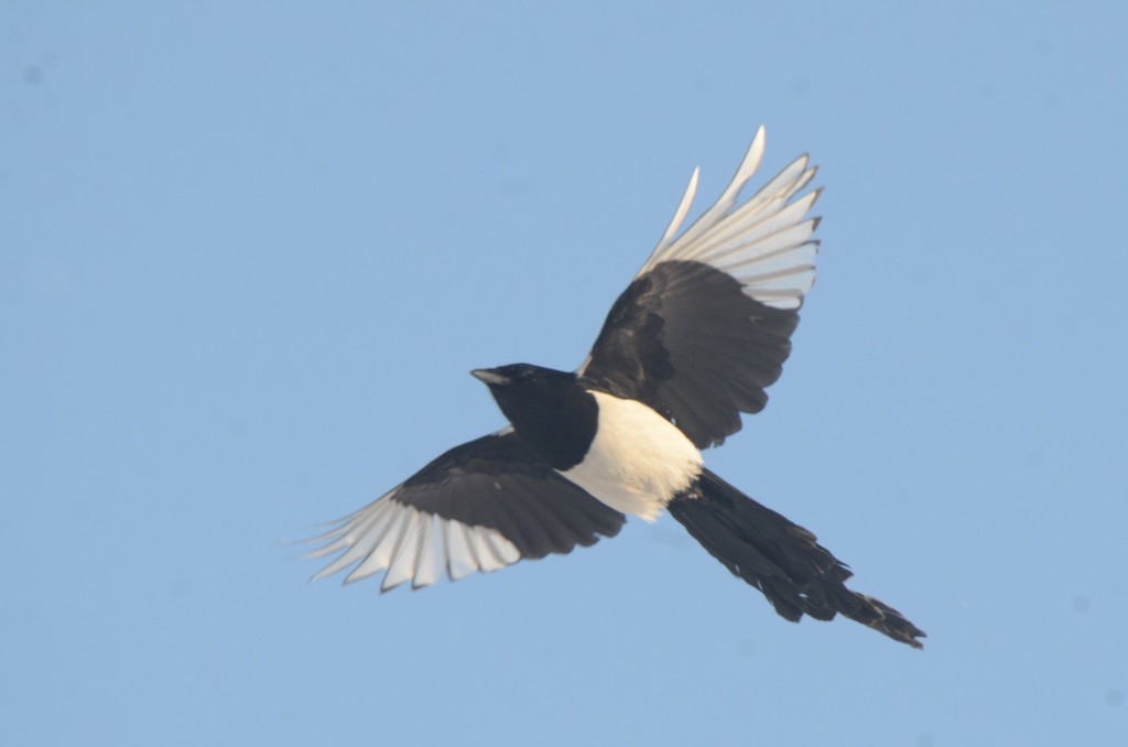 Eurasian Magpie from Кош-Агачский р-н, Респ. Алтай, Россия on December ...
