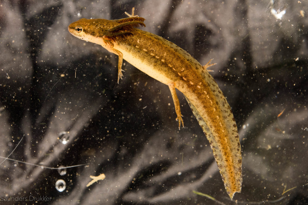 Striped Newt (Imperiled/Rare Species of Citrus County ) · iNaturalist