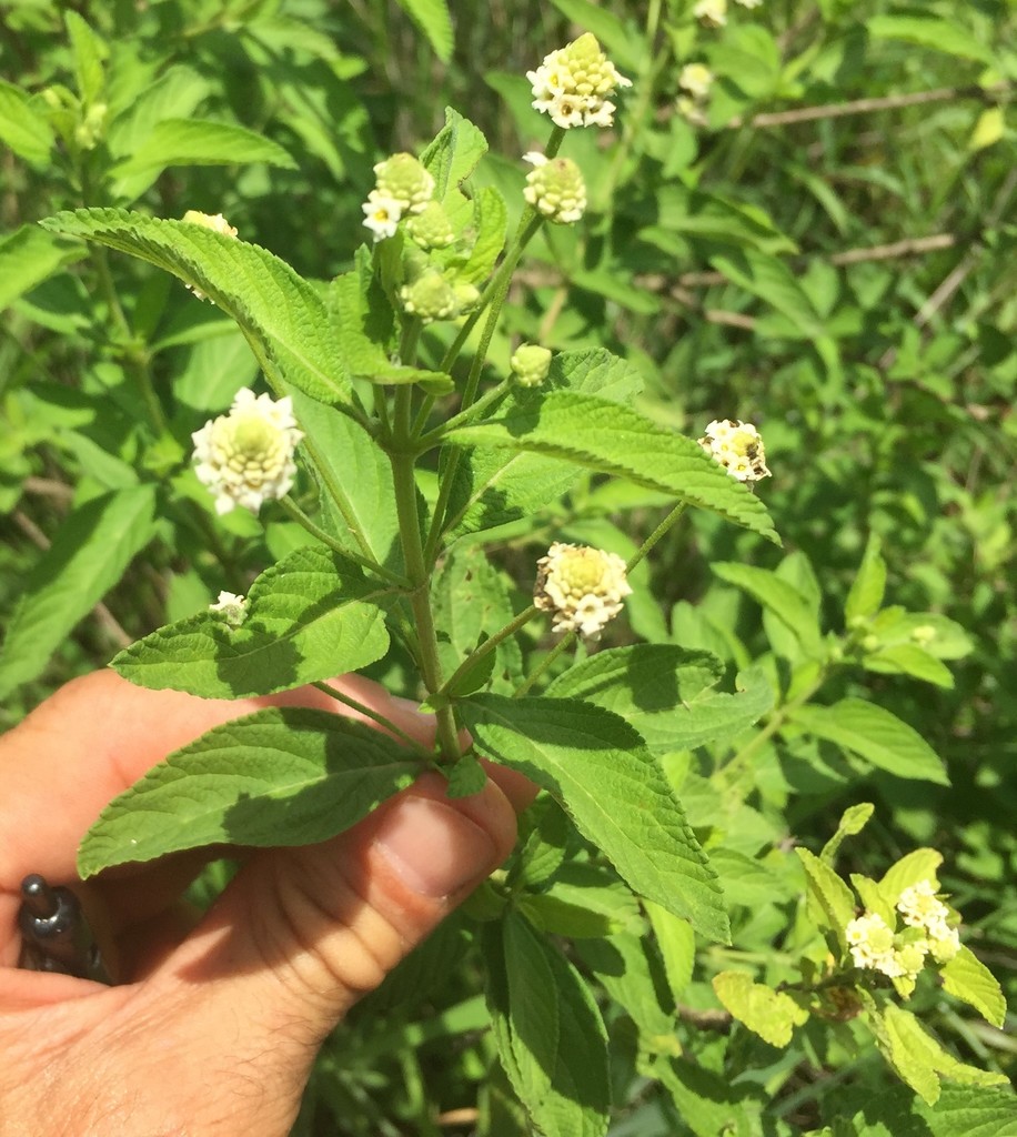 Fever Tea from Indlovu DC, South Africa on December 14, 2020 at 11:56 ...