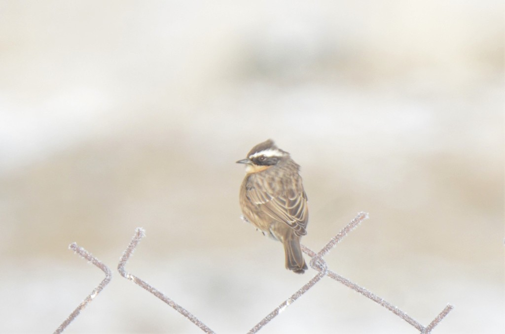 Brown Accentor in December 2020 by Александр Кочетков · iNaturalist