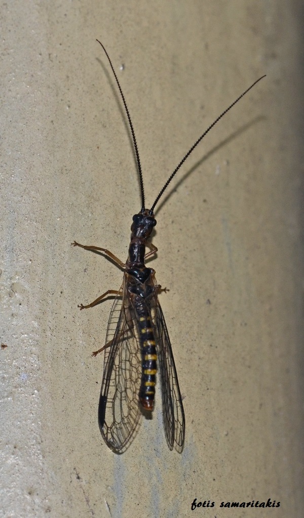 Fibla pasiphae from Κρήτη, Ελλάδα on February 26, 2016 at 05:38 PM by ...