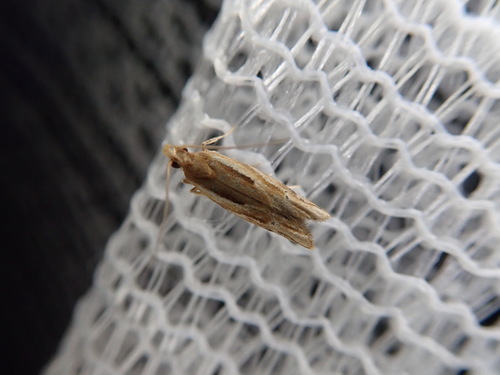 Eutorna leonidi · iNaturalist United Kingdom