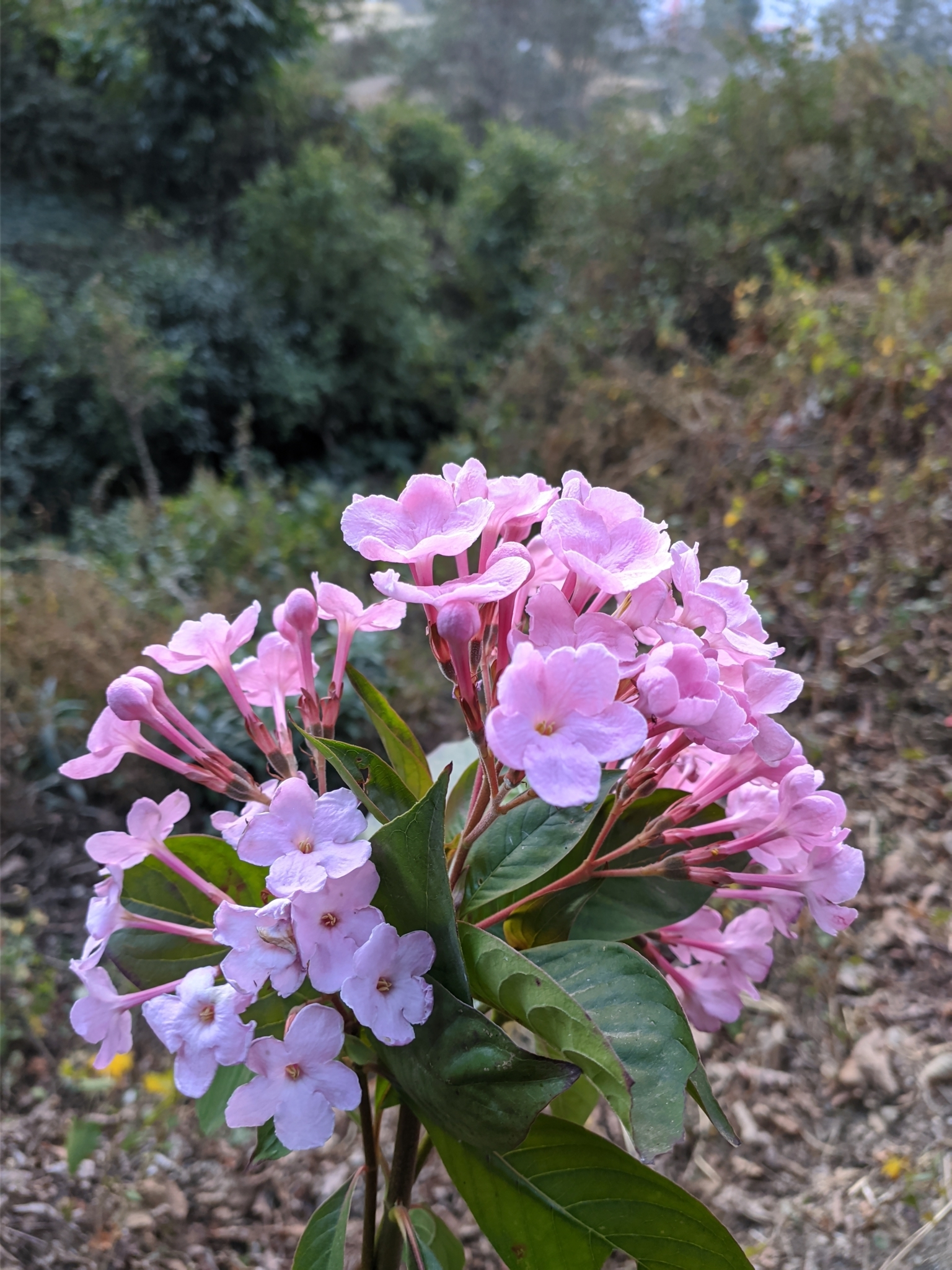 Luculia gratissima (Wall.) Sweet