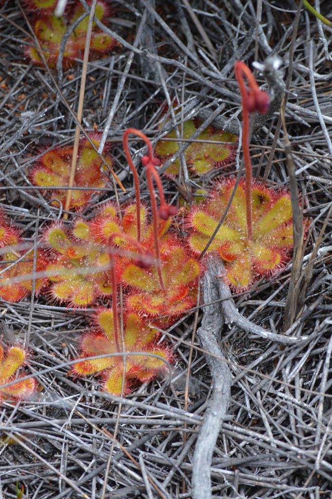 Peninsula Sundew (Peninsula Sandstone Fynbos) · iNaturalist