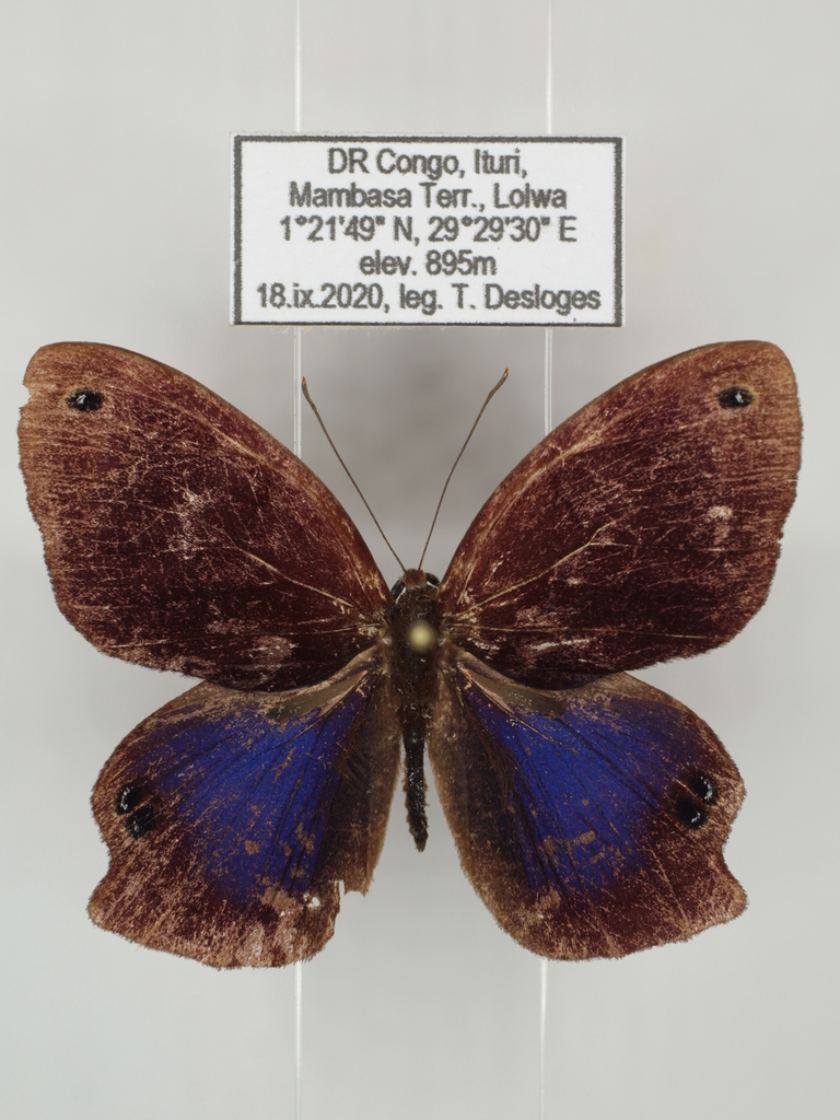 Afriodinia tantalus cyanis from Lolwa F1, Democratic Republic of the ...