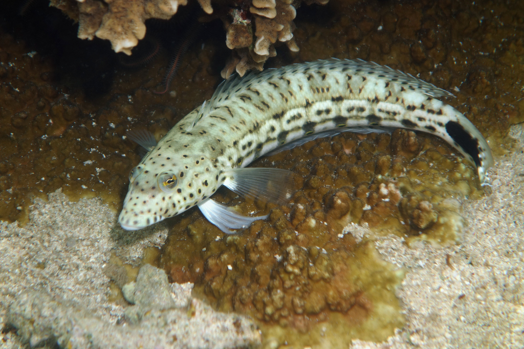 Speckled Sandperch (Parapercis pacifica) - Marine Life Identification