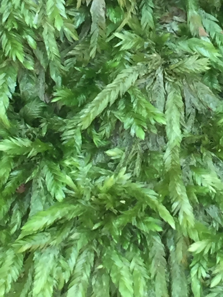 (Catagonium nitens nitens) - Botanical Realm