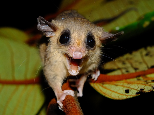 Woolly Mouse Opossums (Subgenus Micoureus) · iNaturalist United Kingdom