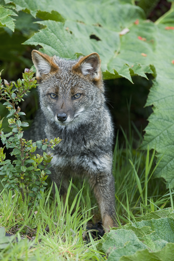 Darwin's Fox in November 2008 by Kevin Schafer. Darwin's Fox ...