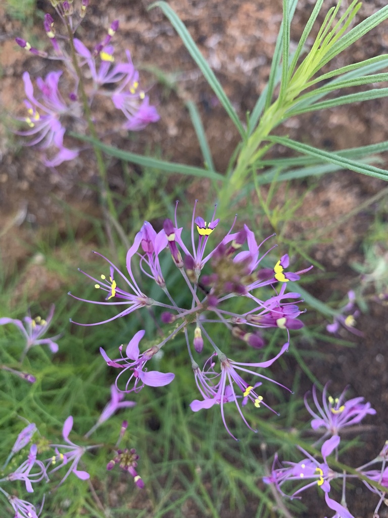 Spotted Cleome (Mbuluzi Flowers - Blue) · iNaturalist