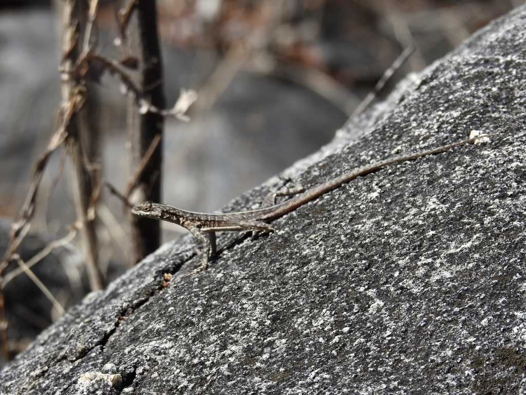 Striped Lava Lizard from Taperuaba, Sobral - CE, Brasil on November 1 ...