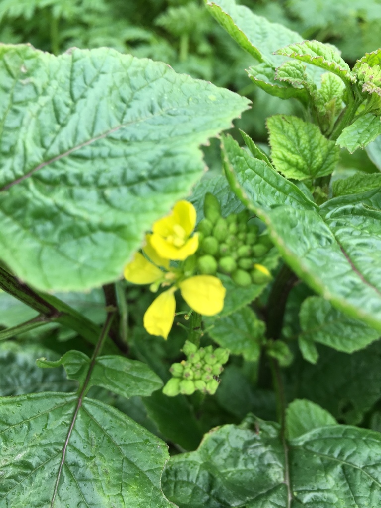 Charlock mustard from Rye Road, Romney Marsh, England, GB on December ...