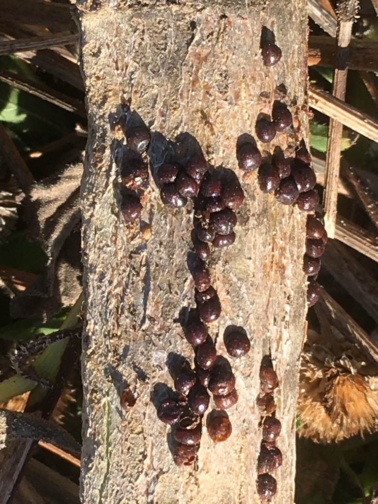 European Fruit Scale from N Orchard Dr, Burbank, CA, US on December 22 ...