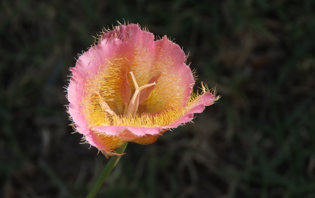 intermediate mariposa lily in December 2020 by Alan Horstmann · iNaturalist