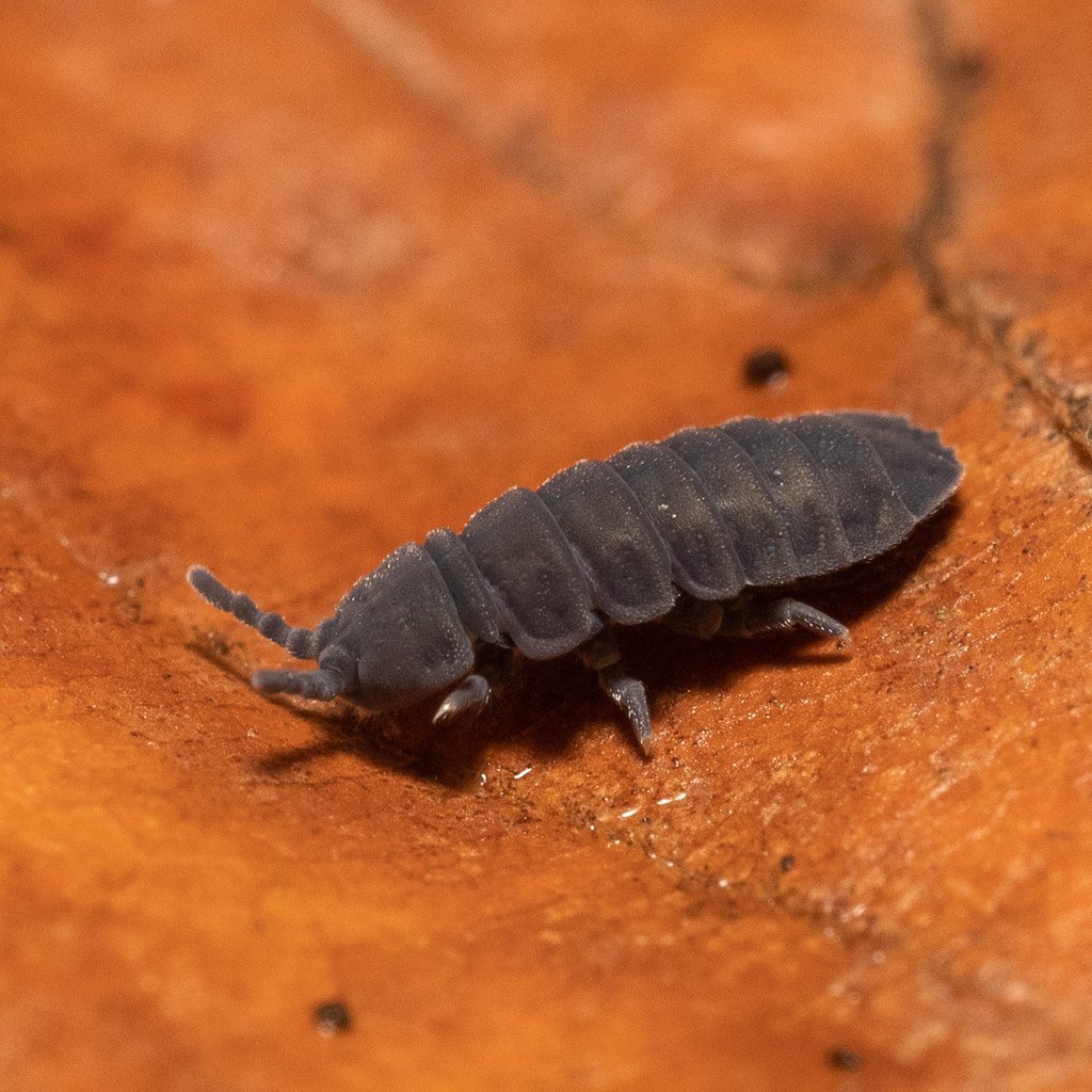 Giant Springtail from Miechów County, Poland on December 6, 2020 at 01: ...