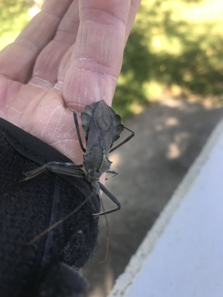 North American Wheel Bug from Marietta, OH, US on October 8, 2020 at 02 ...