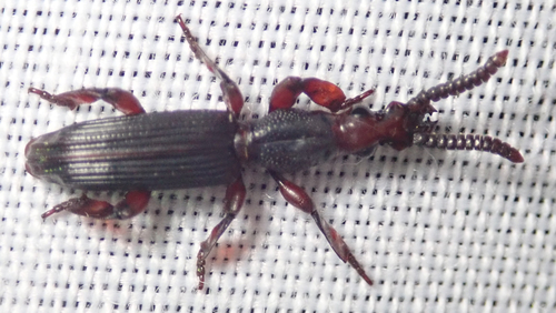 Genus Pericordus · iNaturalist