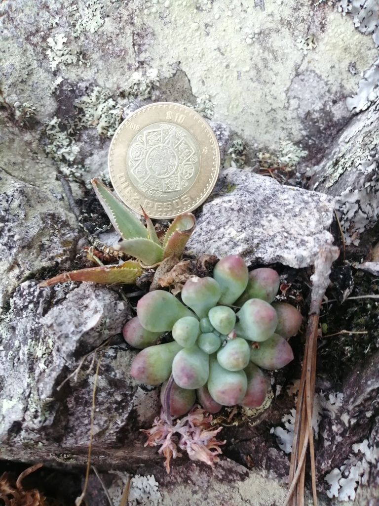 Sedum acaxee from Badiraguato, Sin., México on December 1, 2020 at 04: ...