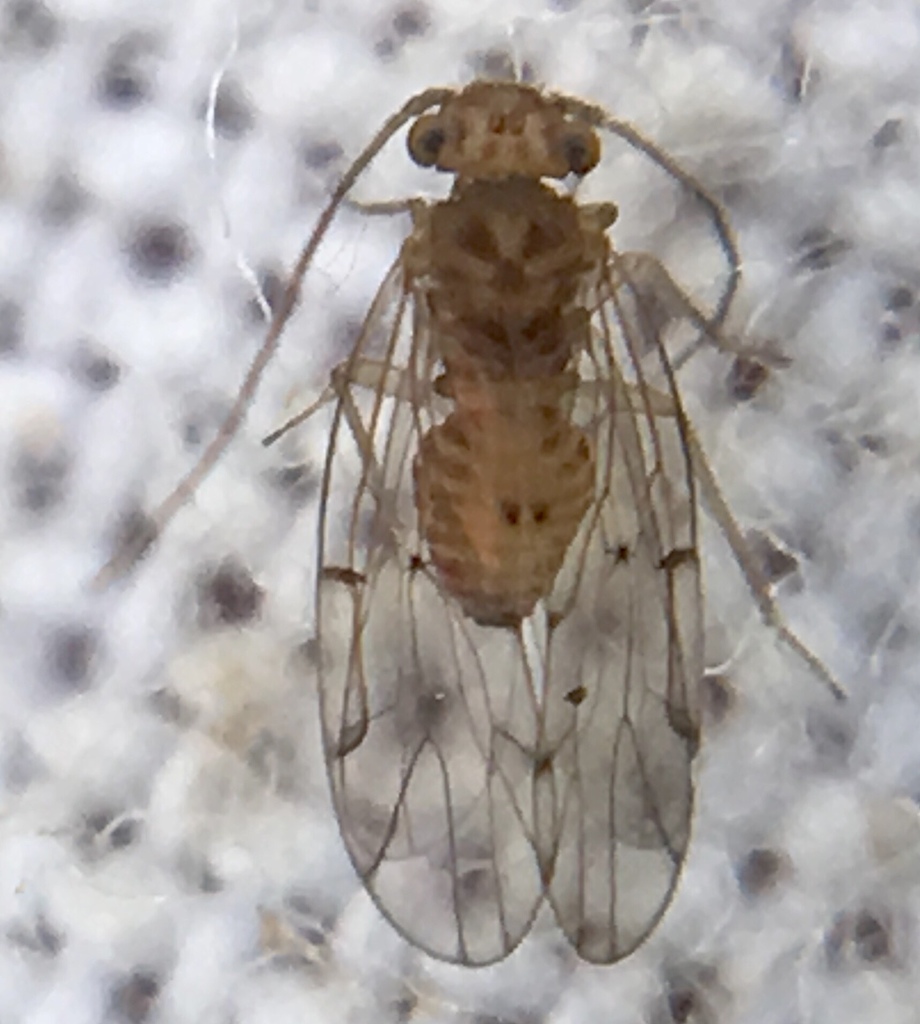 Ectopsocus briggsi from 8 Tideway Close, Richmond, England, GB on ...