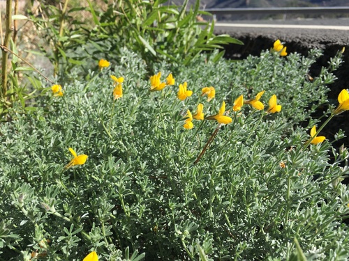 Lotus spartioides · NaturaLista Colombia