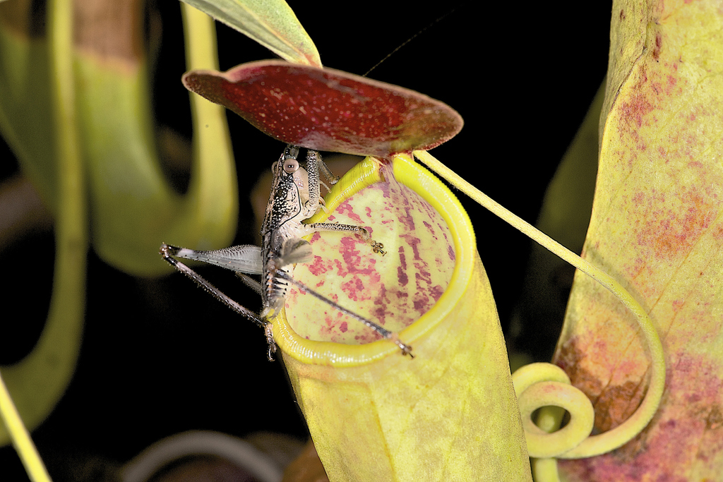 Nicsara bifasciata from Jardine Swamp, Bamaga Road, Injinoo QLD 4876 ...