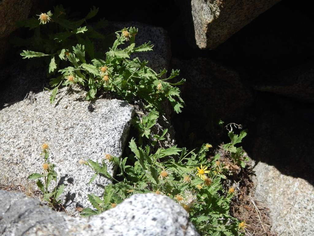 tahoe tonestus from Kingsbury, Nevada, United States on August 2, 2015 ...