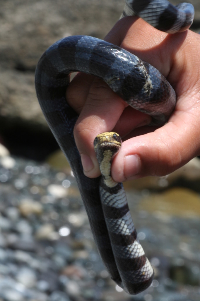 Banded Sea Krait from Taitung County, Taiwan on May 06, 2006 at 08:07 ...