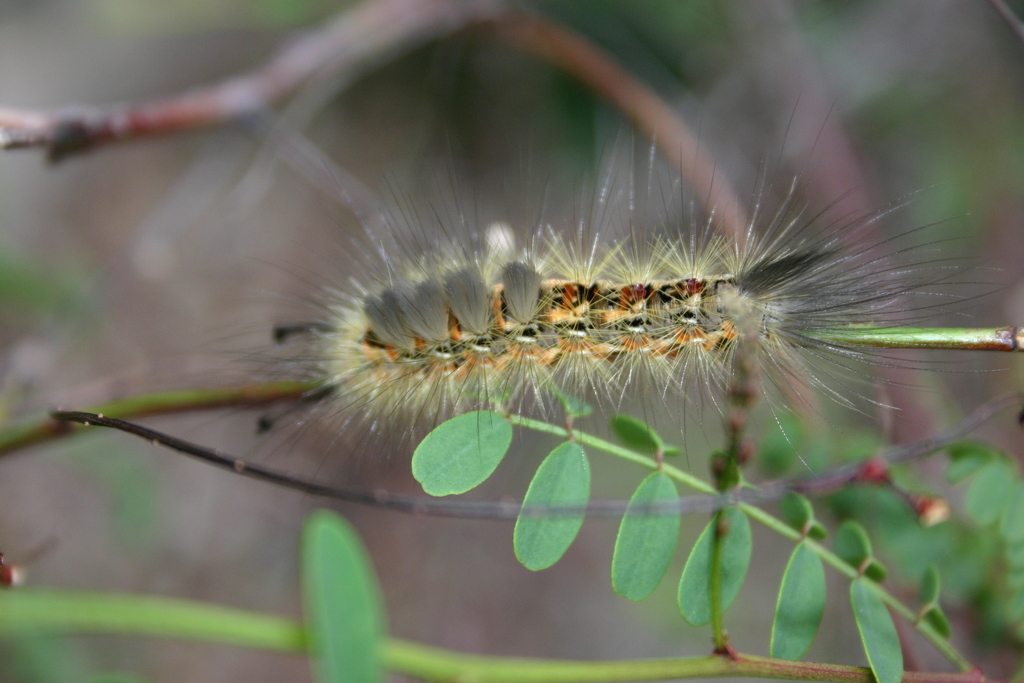 Painted apple moth from 1 Kelly Ct, Somerville VIC 3912, Australia on ...
