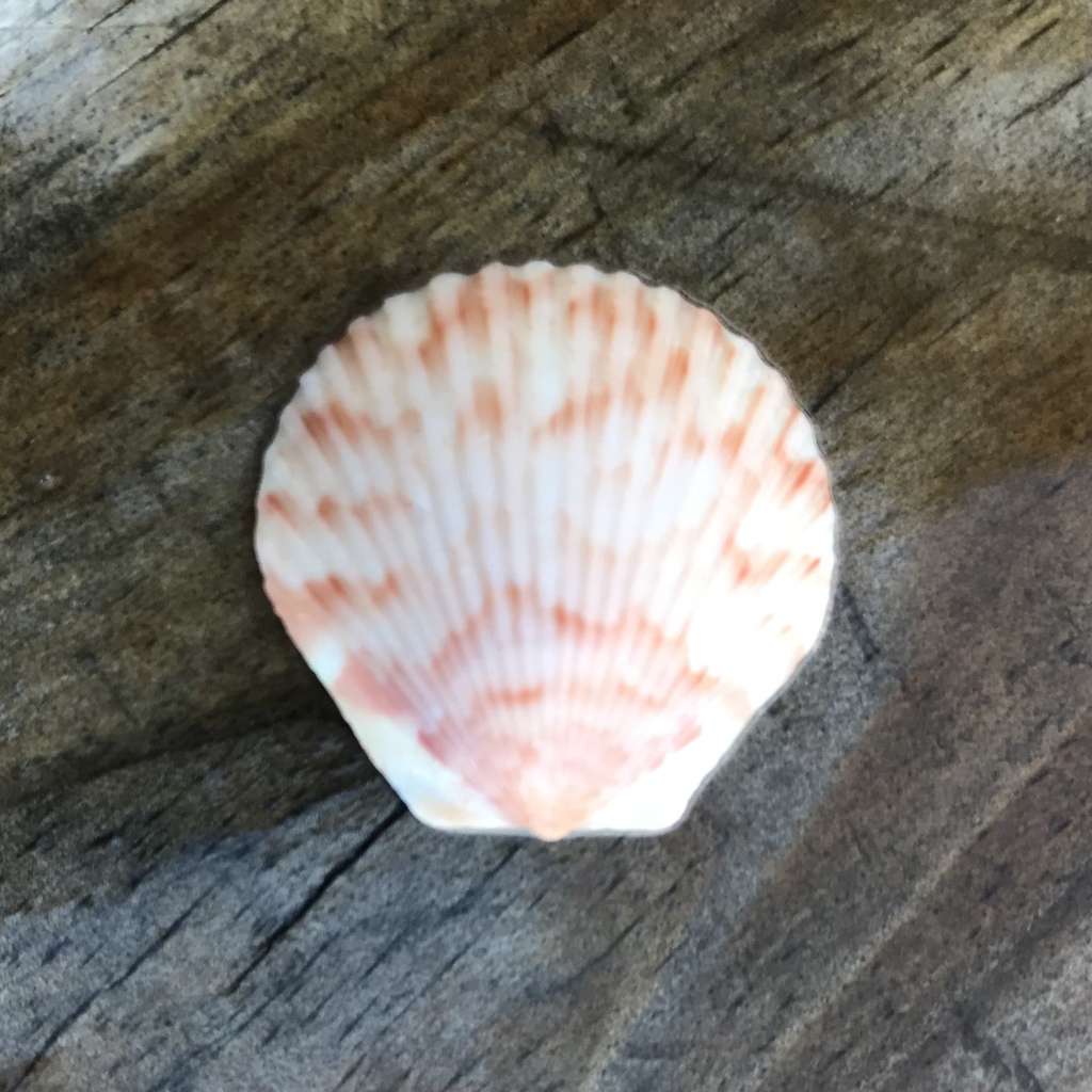 Atlantic Calico Scallop from Grass Island, Orange Beach, AL, US on ...