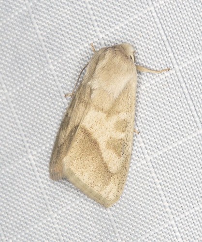 Adisura litarga · iNaturalist