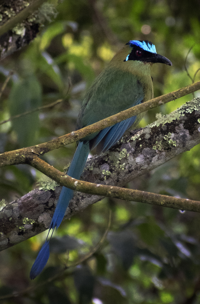 Andean Motmot from Salento, Quindío, CO on December 19, 2020 at 04:06 ...