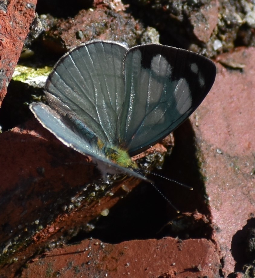 Dynamine setabis from Salento, Quindío, CO on December 21, 2020 at 09: ...