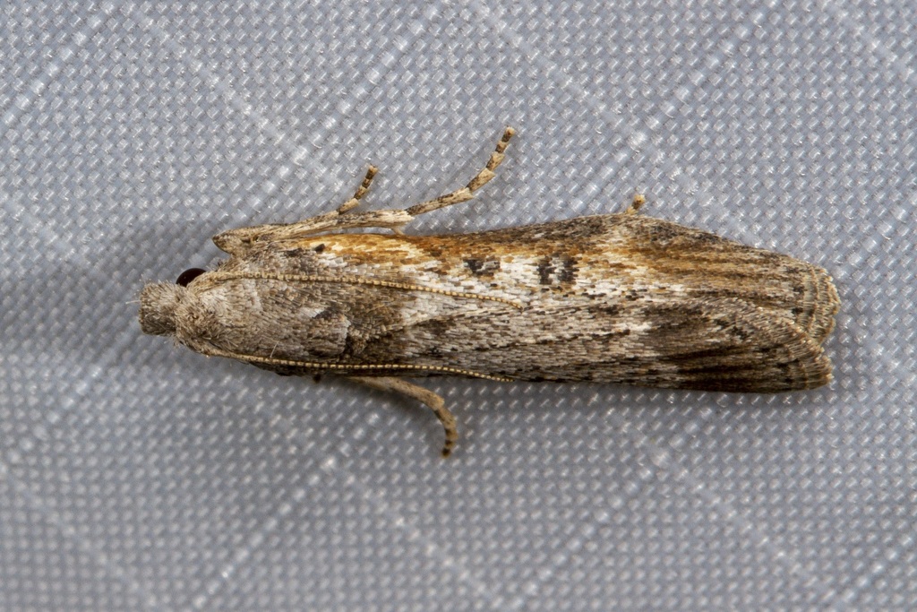 Theresian Moth from Almonaster la Real, Huelva, Spain on August 11 ...