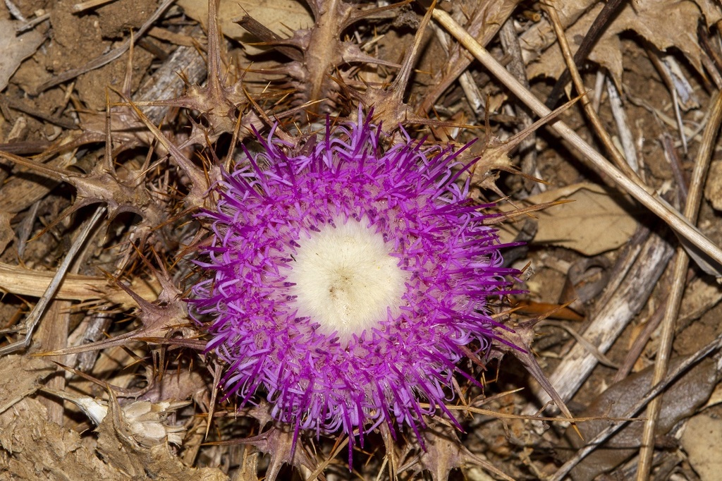Pine Thistle from Almonaster la Real, Huelva, Spain on August 11, 2014 ...