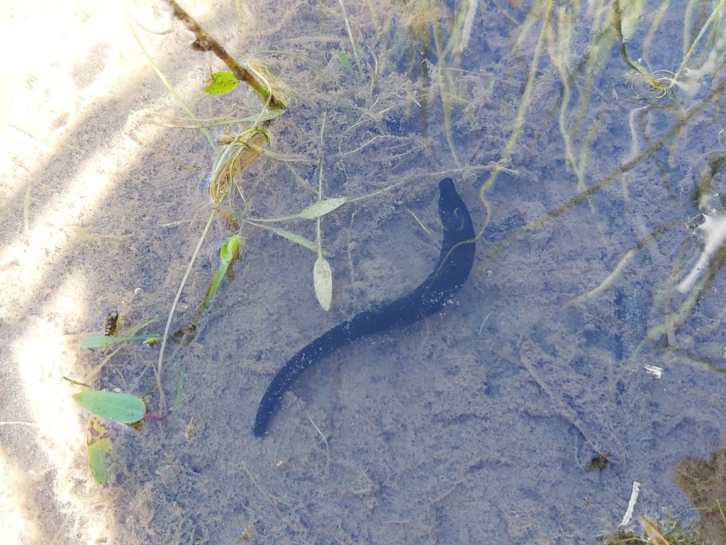 Horse Leech from Tila, Tartu maakond, Estonia on August 18, 2020 at 12: ...