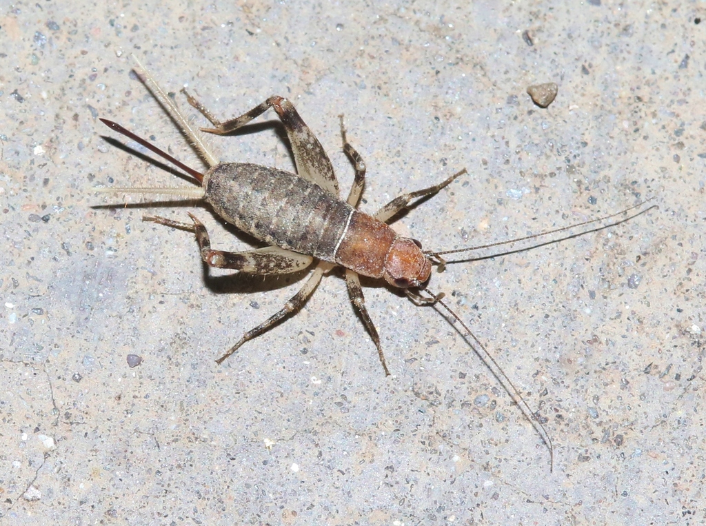Western Brush Cricket from Santa Cruz, Arizona, United States on ...