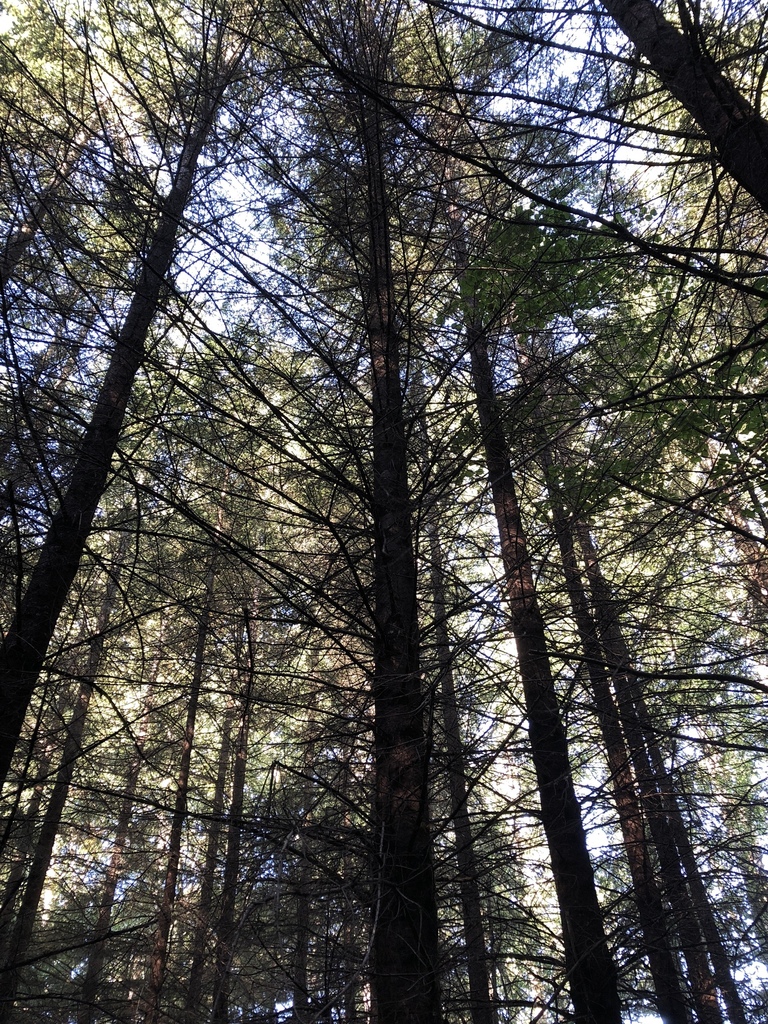 Coast Douglas-fir from Salem, OR 97302, Salem, OR, US on September 28 ...