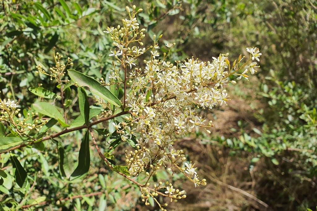 sweet Bursaria from Melbourne VIC, Australia on December 20, 2020 at 11 ...