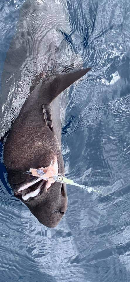 Largespine Velvet Dogfish on December 21, 2020 at 12:05 PM by ...