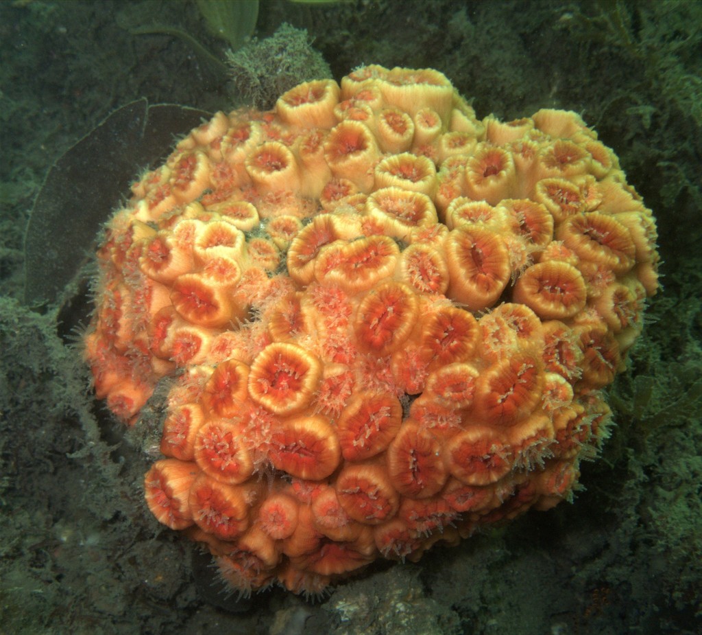 Tubastraea aurea (Corals of Sydney, Australia) · iNaturalist