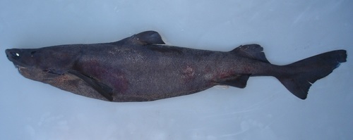 Largespine Velvet Dogfish (Centroscymnus macracanthus) · iNaturalist