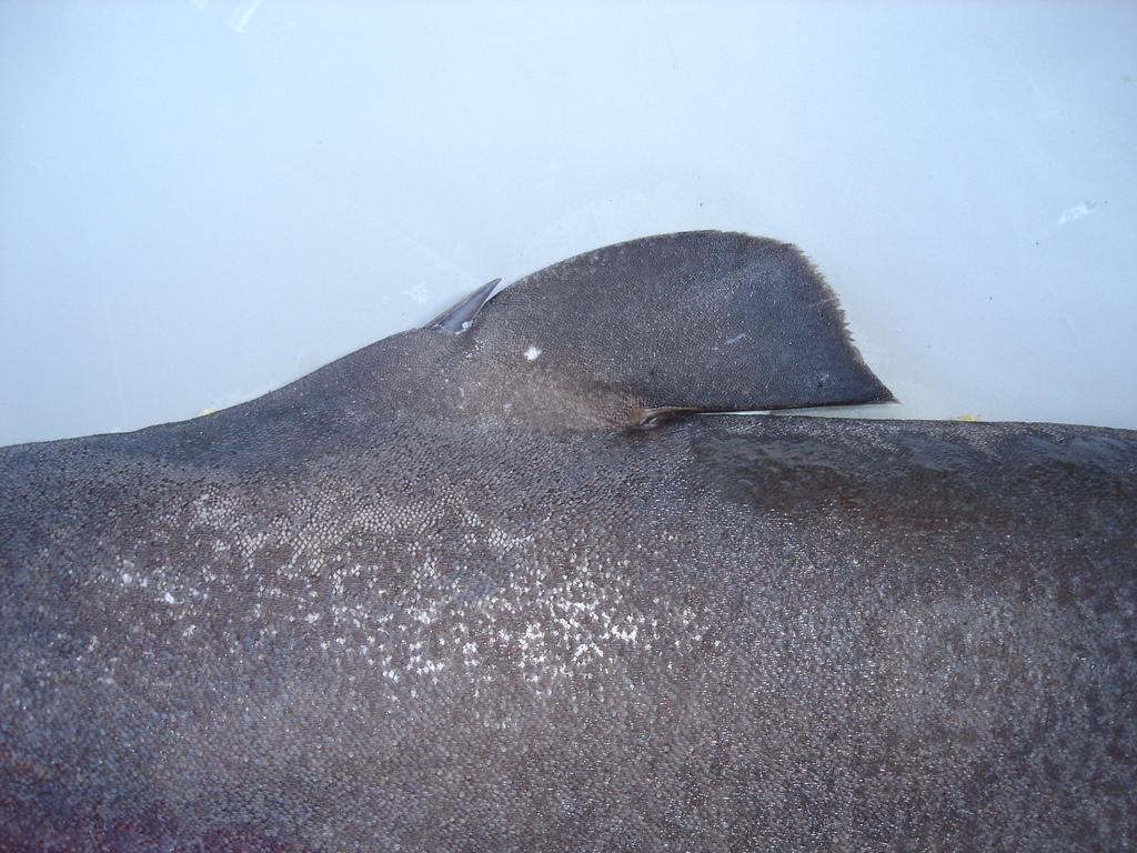Largespine Velvet Dogfish (Scymnodon macracanthus) - Marine Life ...