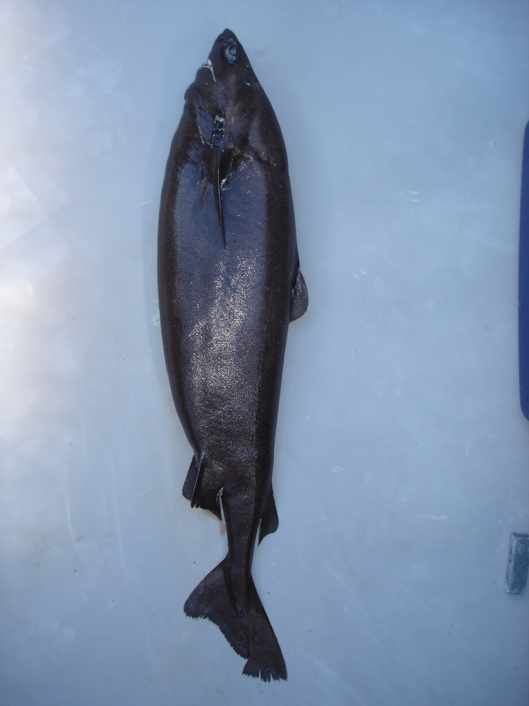 Portuguese Dogfish (Centroscymnus coelolepis) - Marine Life Identification