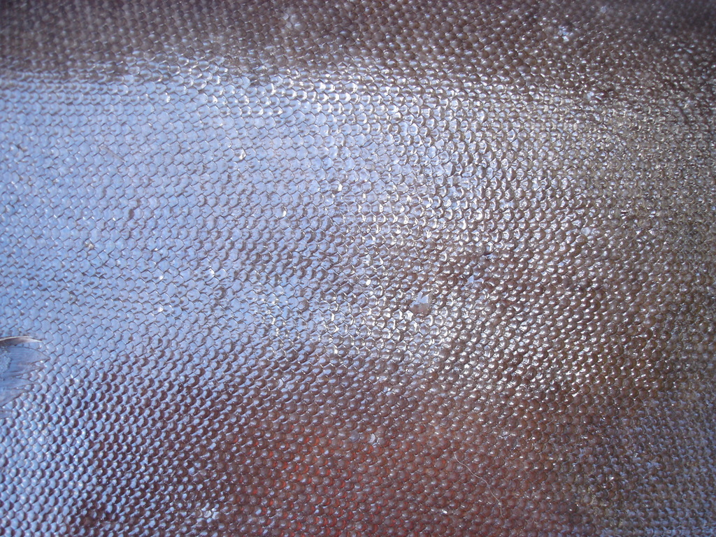 Portuguese Dogfish (Centroscymnus coelolepis) - Marine Life Identification