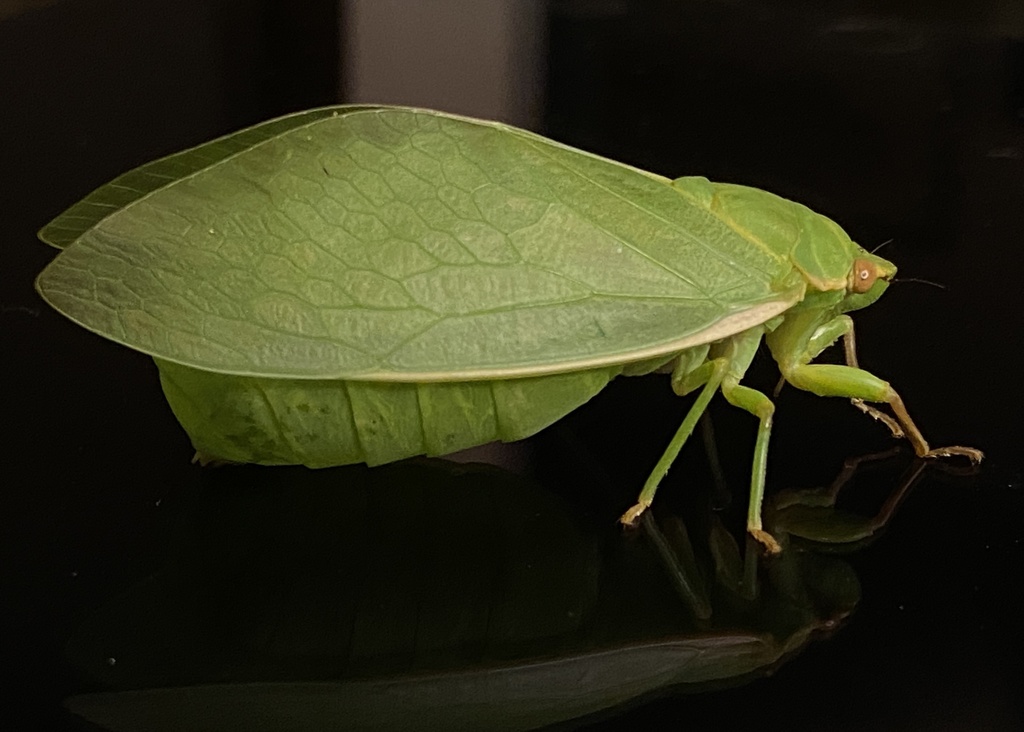 Bladder Cicada from Carroll Street, Hughes, ACT, AU on December 23 ...