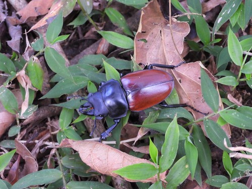 Neolucanus robustus · iNaturalist Mexico