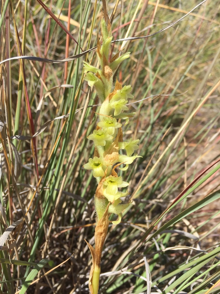 Michoacán Lady Orchid in September 2017 by Tony Palmer. Flowers only ...