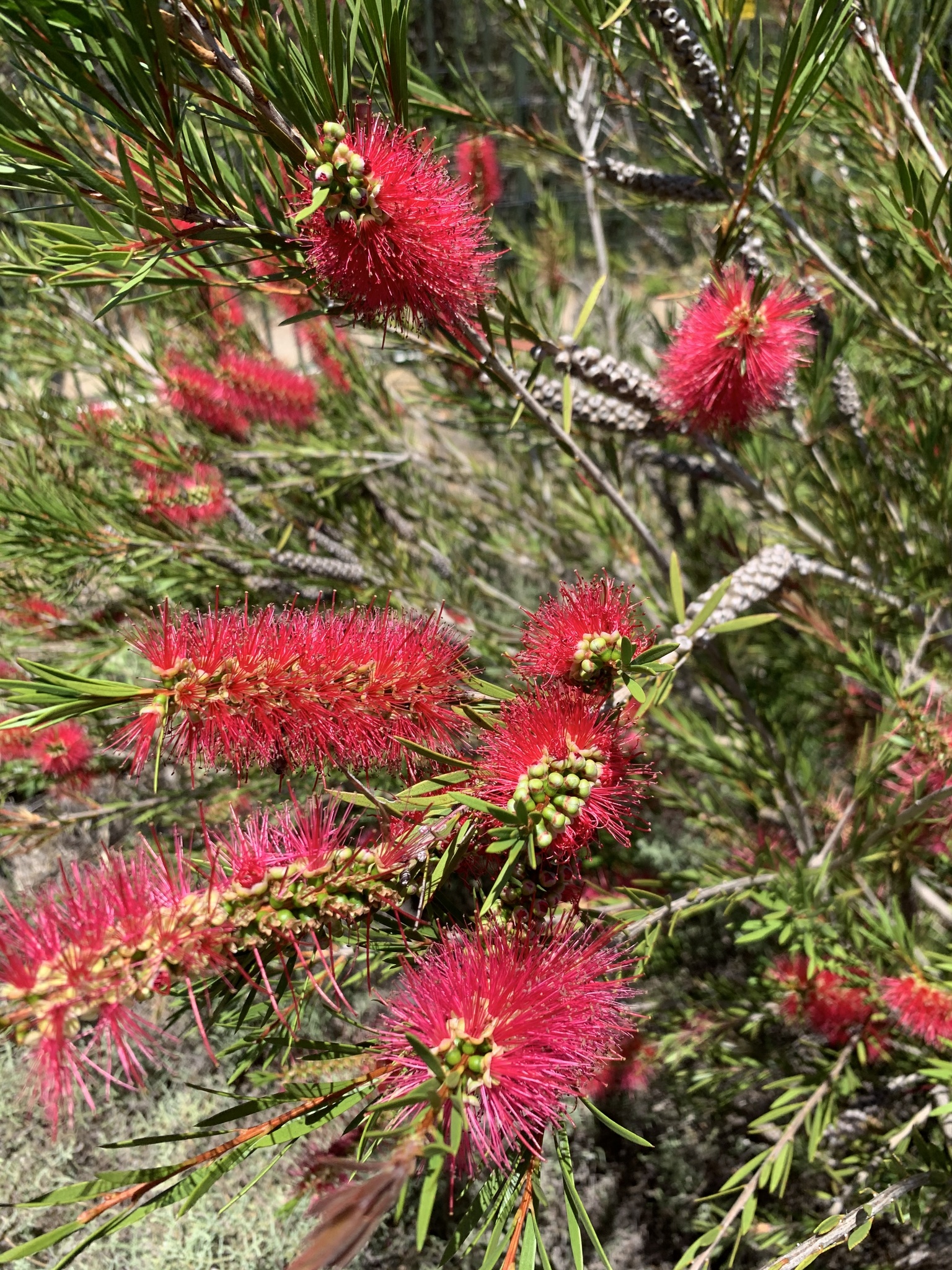 Callistemon subulatus Cheel